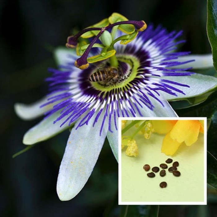 10pcs belle fleur de la passion arbre Passiflora graines jardin jardin ...
