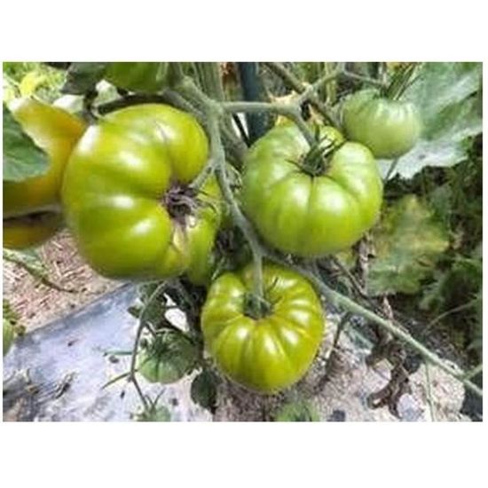 Tomate Tasty Evergreen - tomate verte - 20 graines[1785] - Cdiscount Jardin