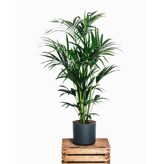 Plante d'intérieur – Palmier Kentia – Hauteur: 120 cm XF22 - Cdiscount ...