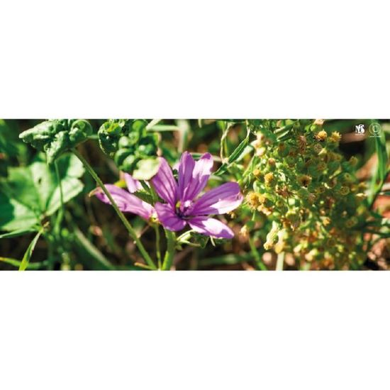 Brise-vue Fleur Violette -BV-16 Choix Occultation - 100%, Dimensions - 340x130 cm - Cdiscount Jardin