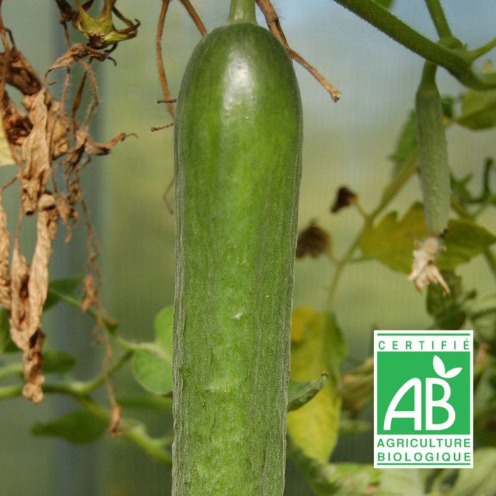 Graines de Concombre Marketmore 76 - Sans traitement - Vilmorin ...