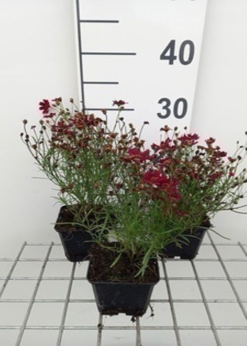 Plante Vivace - Coreopsis verticillata 'Ruby Red' - Plante Poussee ...