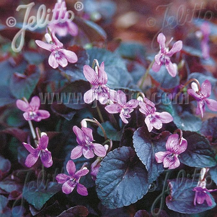 Violette du Labrador - Cdiscount Jardin