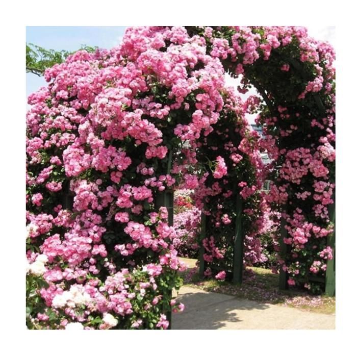 Rosier grimpant rose - Rosier grimpant rustique et parfumé - Plante ...