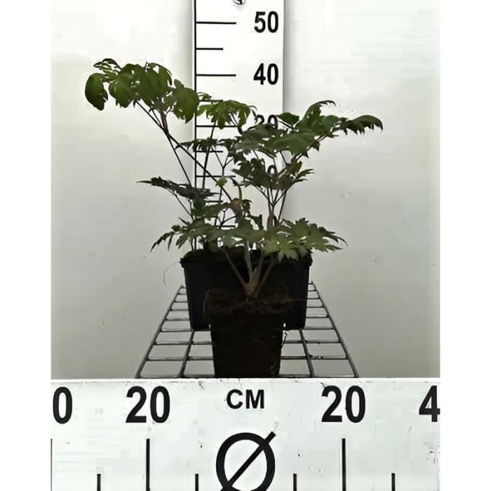 Plante Vivace - Actaea simpl. 'Atropurpurea' - Plante à grappes noires ...