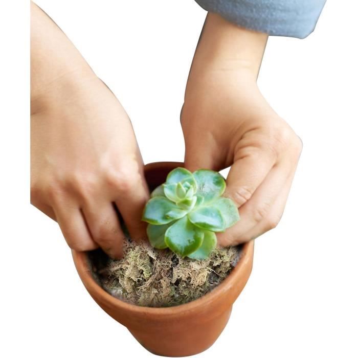 Mousse de pour Plantes | Terreau de terreau pour Plantes Fleurs ...