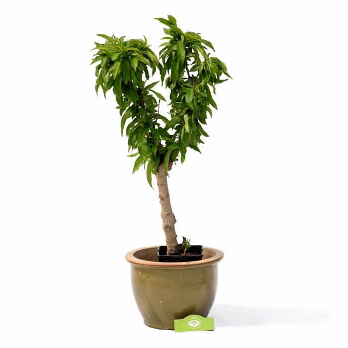 Mini Nectarine Prunus Nucipersica - Pot 17cm - Cdiscount Jardin