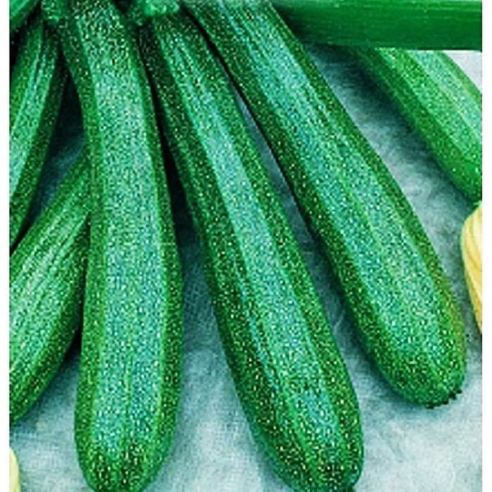 Courgette President Hybrid Seeds - Cucurbita Pepo - Semences Agricoles ...