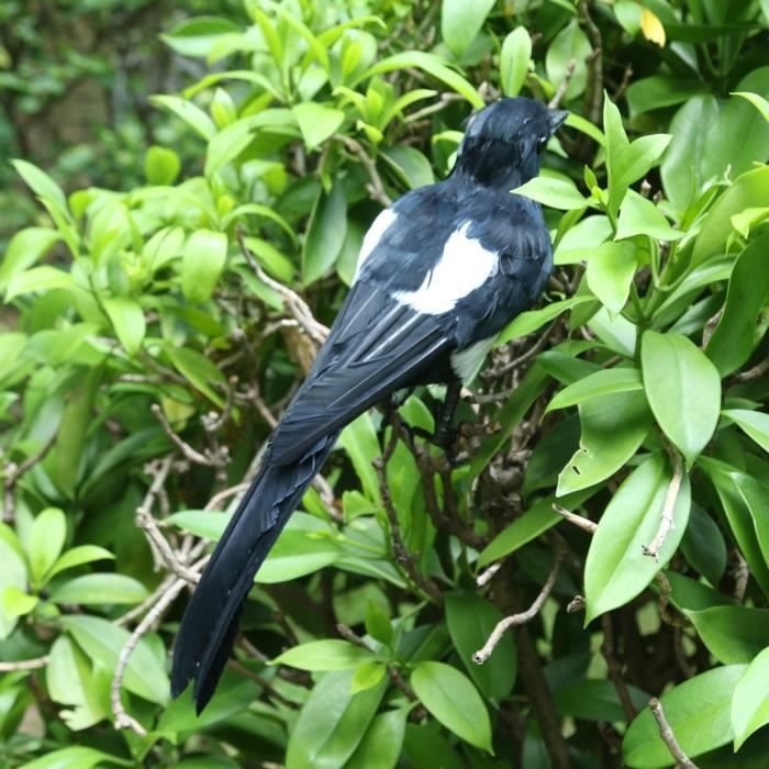 FIGURINE DECOR DE GATEAU 1 pièce de statue de pie en plastique ...