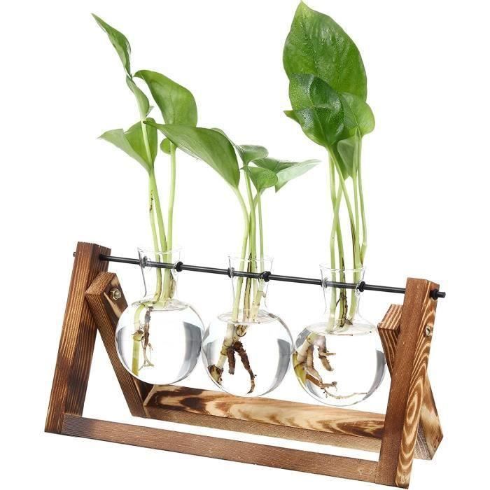 Terrarium de Plante Vase à Bulbe en Verre Transparent de Bureau avec ...