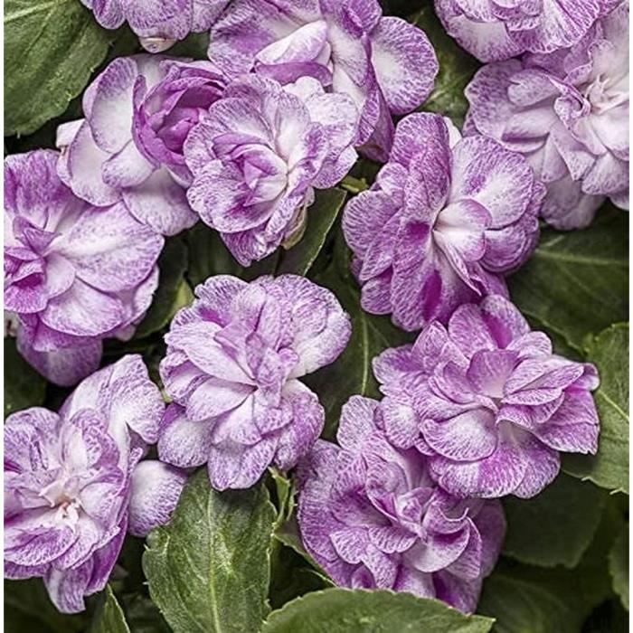 100Pcs Impatiens Graines Charme Arôme Belle Fleurs Pour Balcon Terrasse ...