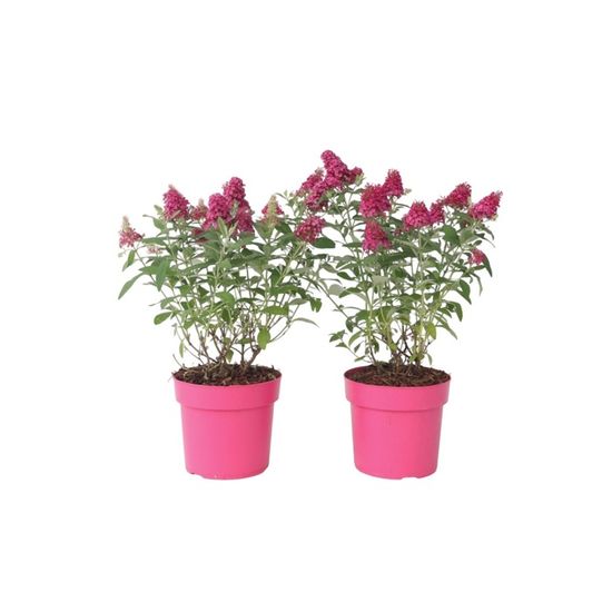 Buddleja Candy 'Petit Rubis' - Set de 2 - Buddleia - Pot 19cm - Hauteur ...