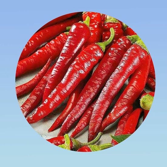 20 graines de piment cayenne rouge - pepper red - Cdiscount Jardin