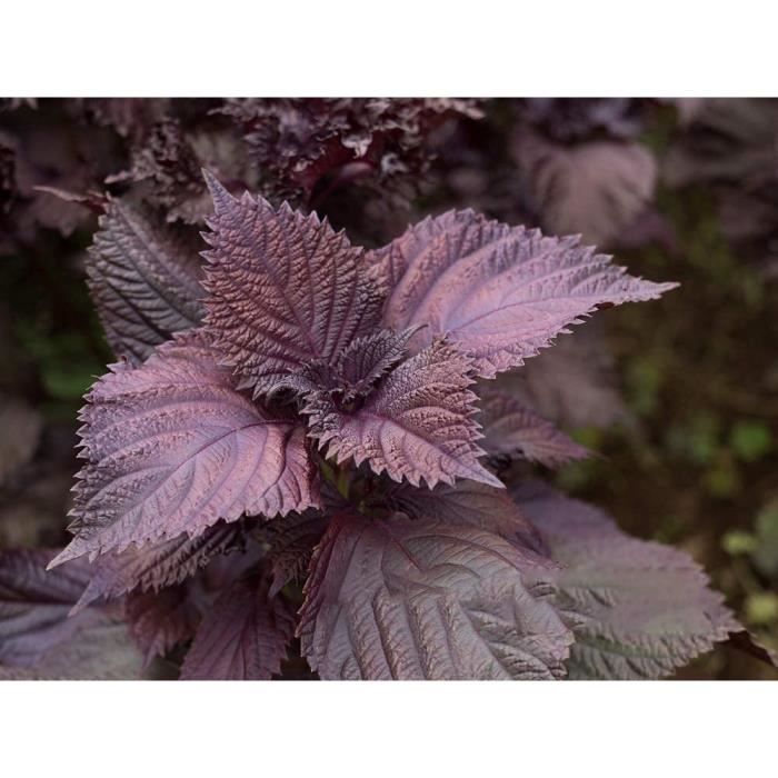 LI-Purple-Perilla-Mint- (1500+) Beefsteak-Plant-Chinese nankine Spice ...