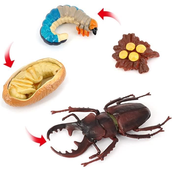 Cycle de vie des animaux - Modèle de cycle de croissance des insectes ...