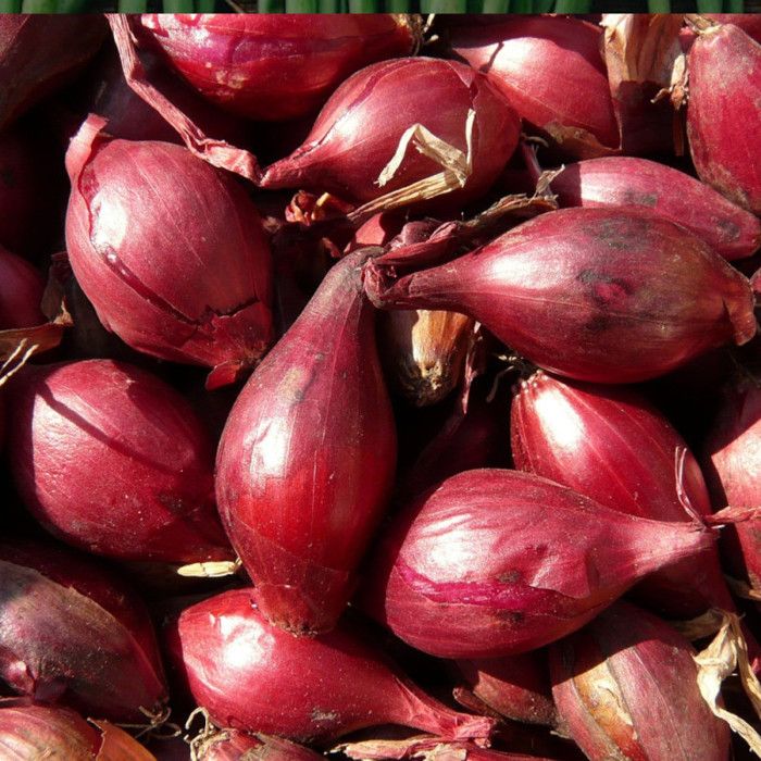 Graines d'oignon Rouge de Florence - Vilmorin - Cdiscount Jardin