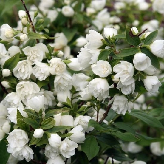 Seringat Snowbelle Philadelphus Arbuste à feuilles caduques pour jardin ...