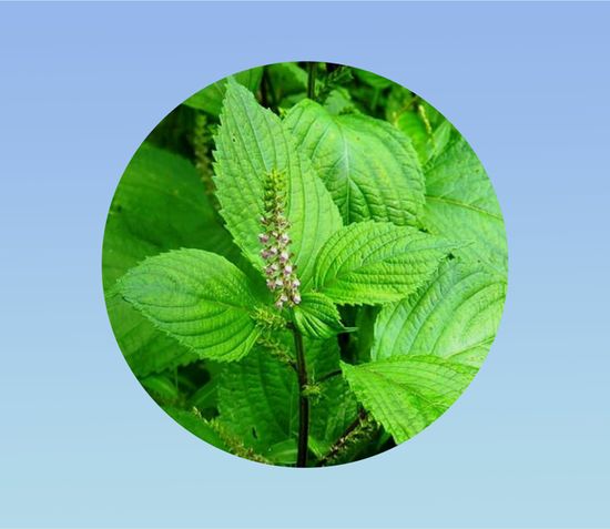 20 graines shiso vert - perilla - persil japonnais - cuisine japonnaise ...