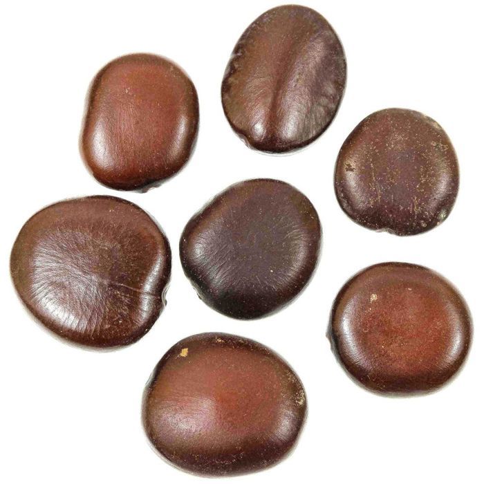 Graines de pangra décorativ... - Cdiscount Jardin