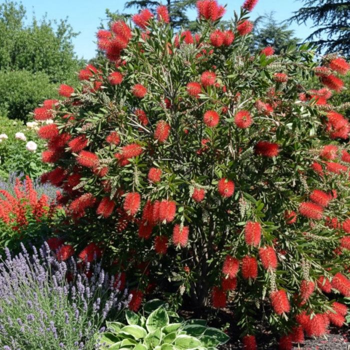 Rince-bouteilles Inferno® 'Yanferno', Callistemon - Cdiscount Jardin