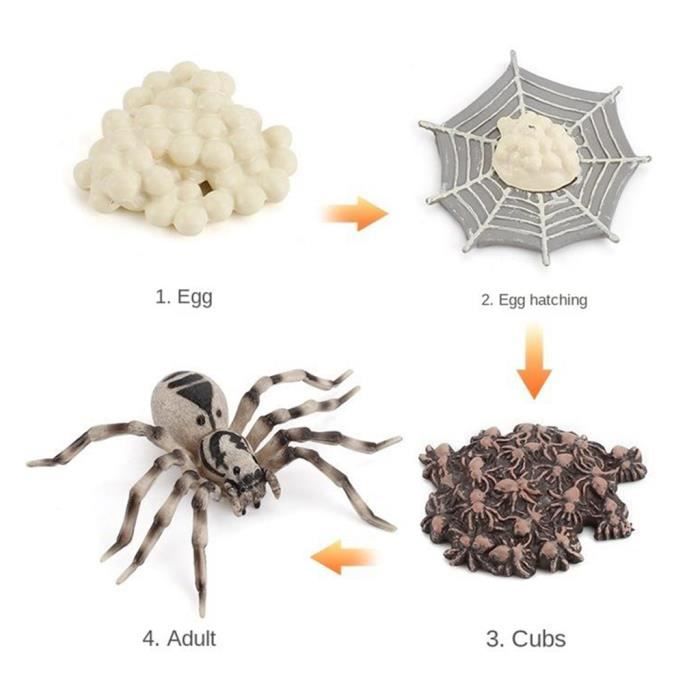 Araignée Géante Cycle de Vie 4 étapes Accessoires pour Salle de Classe ...
