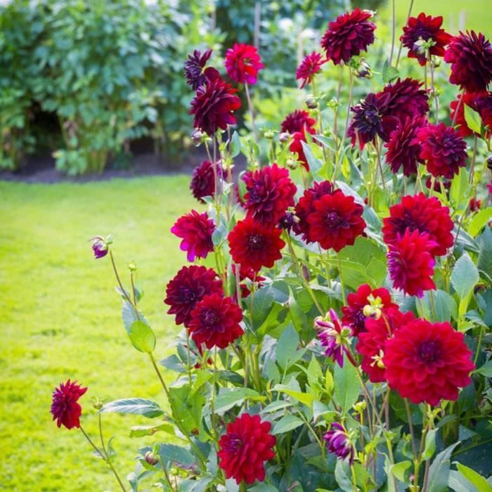 Dahlia Bulbe Robuste Dahlias Bulbes Vivaces Fleur Vivace Bulbes Vivaces ...