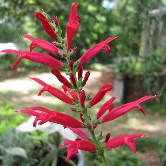 Graines De Sauge Rouge, 50 Pcs Graines De Sauge Rouge Naturelle Sous ...