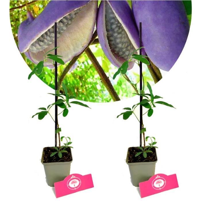 Akebia quinata 'Alba' - Pot 9cm 2 pcs - Cdiscount Jardin