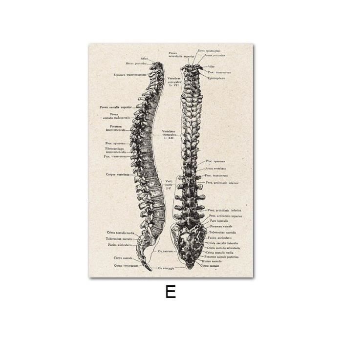 Affiche murale d'anatomie humaine, tableau médical, muscle squelette ...