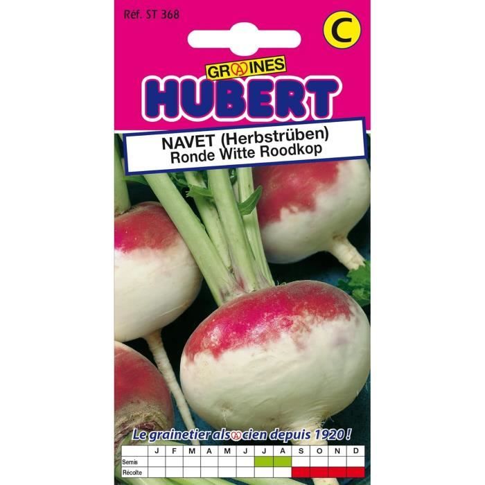 Graines de Navet (Herbstrüben) Ronde Witte Roodkop - 5 grammes.[D702 ...