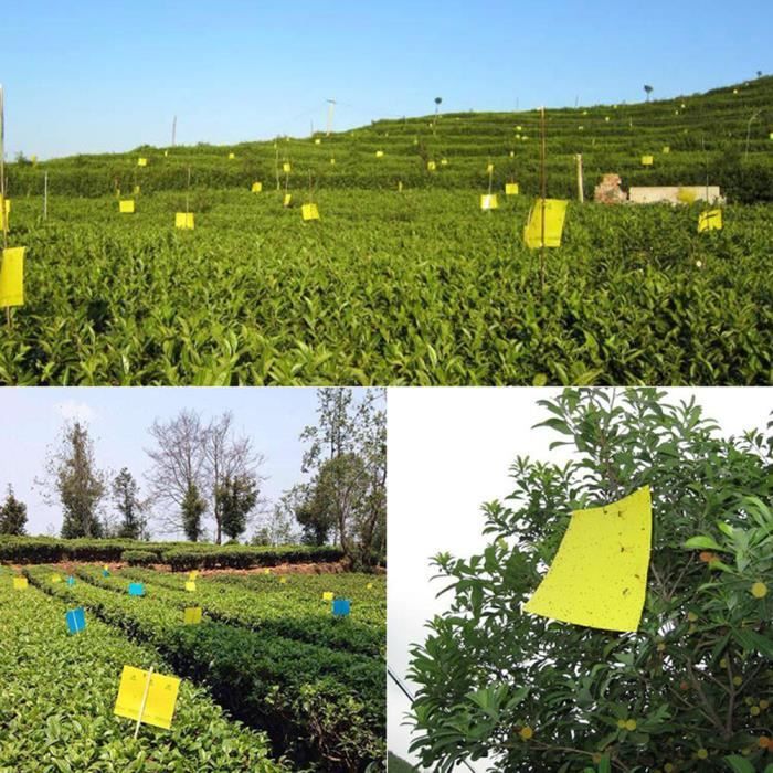 Attrape-insectes double face MXZZAND - Jaune - Pack de 50 - PVC durable ...