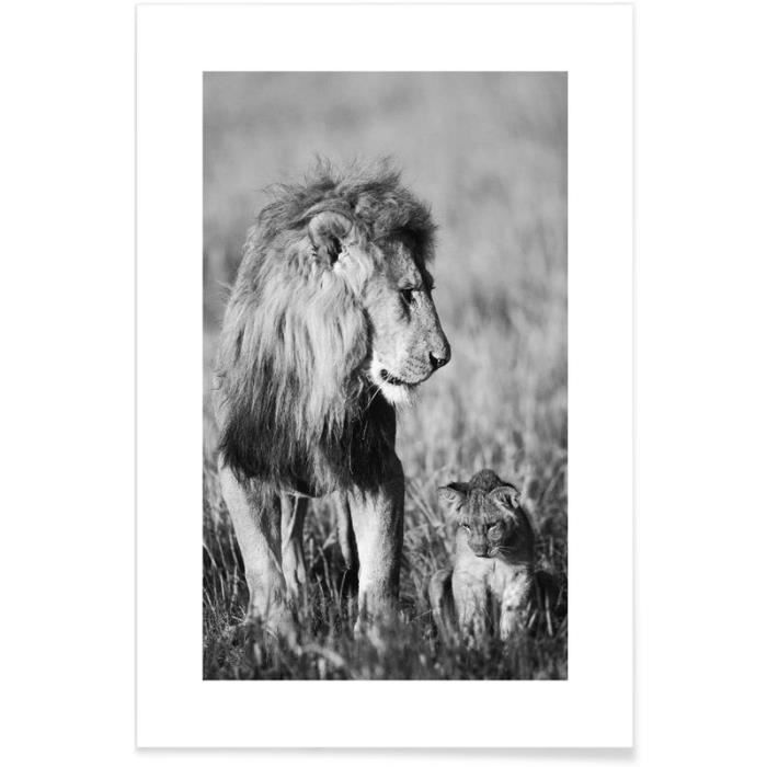 Lion Teaching His Cub - Affiche - 13x18 cm - Animaux|Animaux sauvages ...