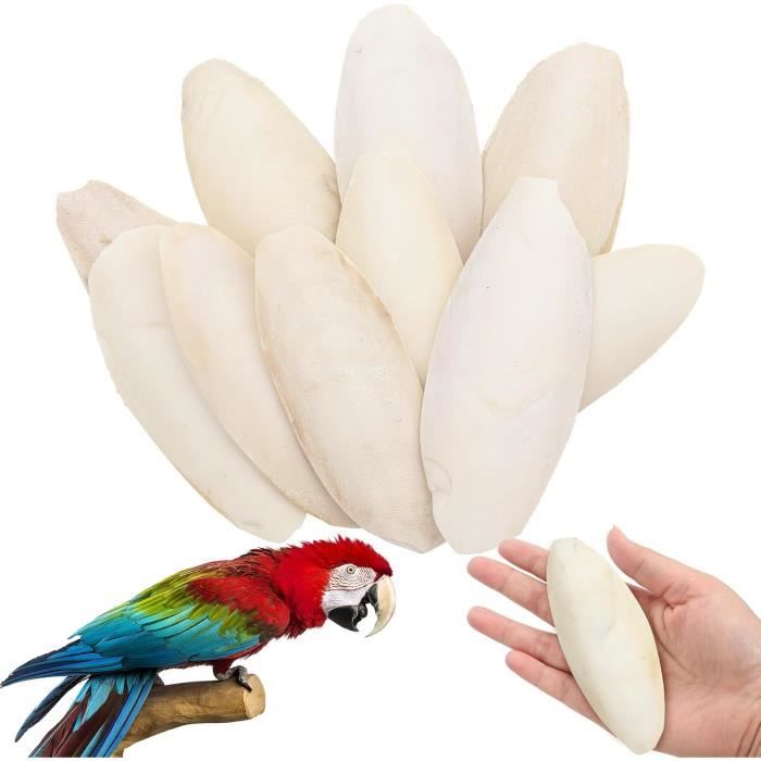 Os de Seiche - 10 Installés - 100% Naturel - Pour Oiseaux Exotiques ...