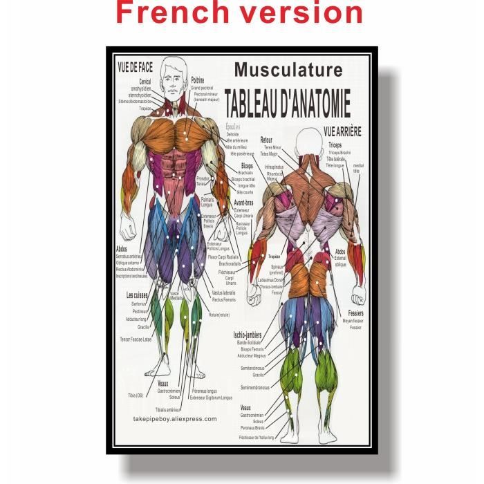 Tableau - Toile,Affiche d'anatomie du système musculaire du squelette ...