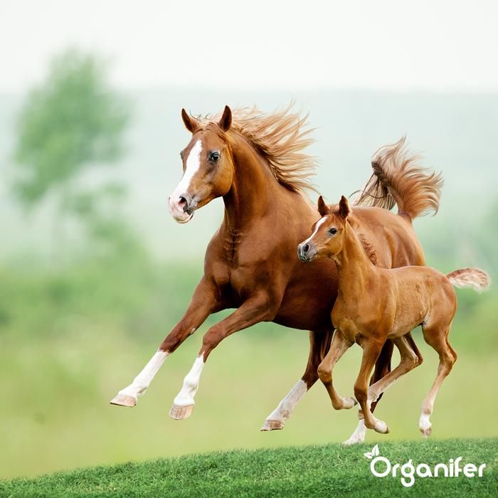 Graine - Semence - Organifer - Semences pour Prairie pour les Chevaux ...