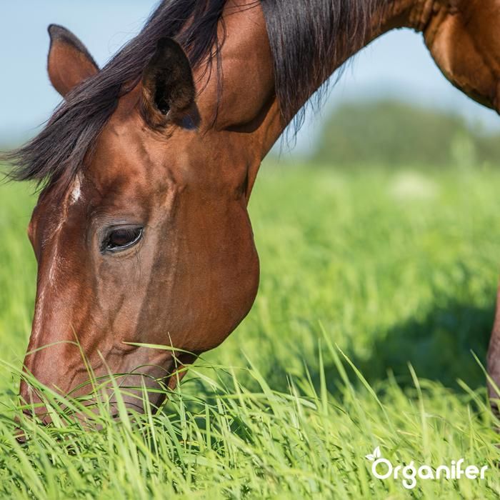 Graine - Semence - Organifer - Semences pour Prairie pour les Chevaux ...