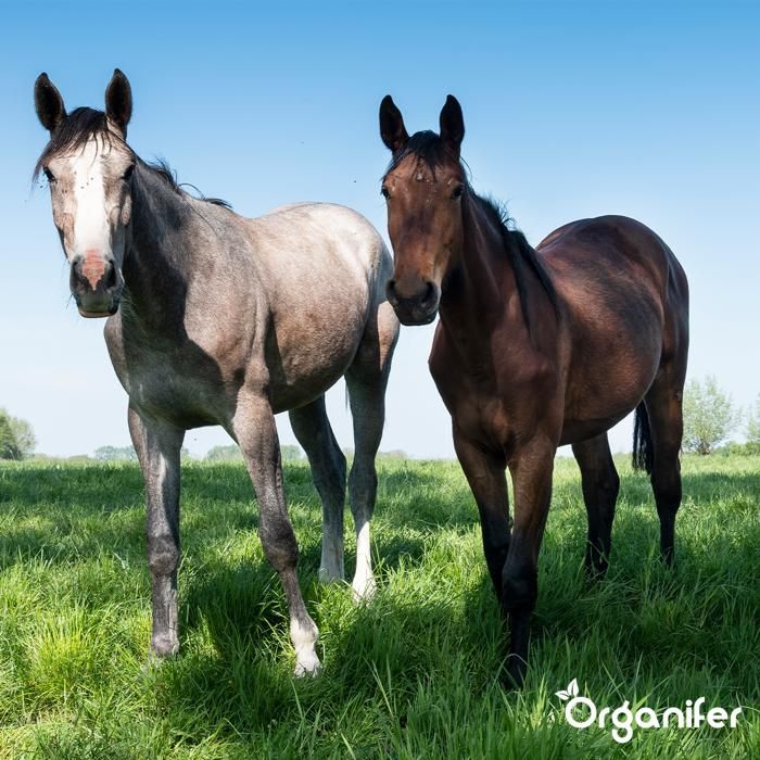 Graine - Semence - Organifer - Semences pour Prairie pour les Chevaux ...
