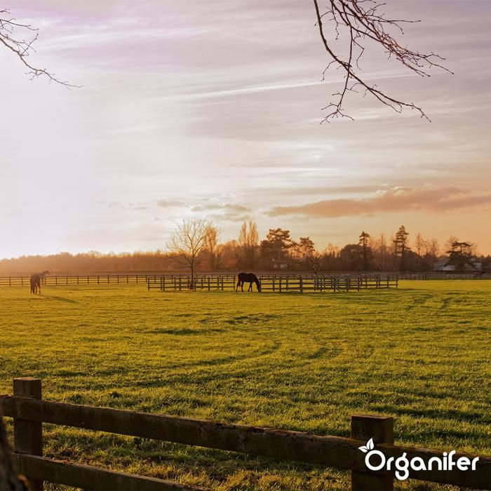 Graine - Semence - Organifer - Semences pour Prairie pour les Chevaux ...