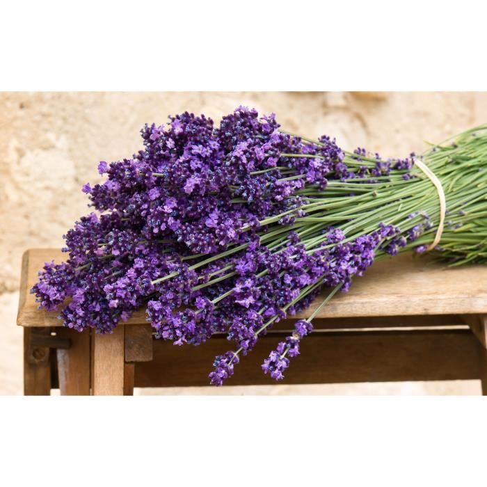 50 graines Aromatiques - LAVANDE VRAIE - True Lavander - Cdiscount Jardin