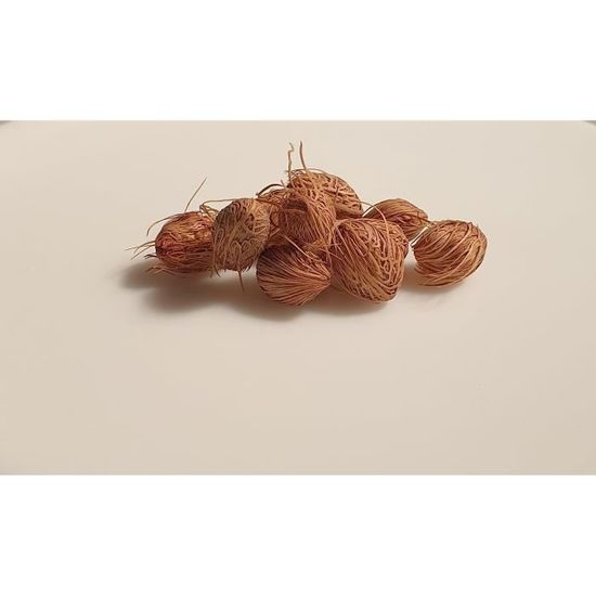 10 Graines-Palmiste Multipliant-Dypsis Lutescens[x2197] - Cdiscount Jardin