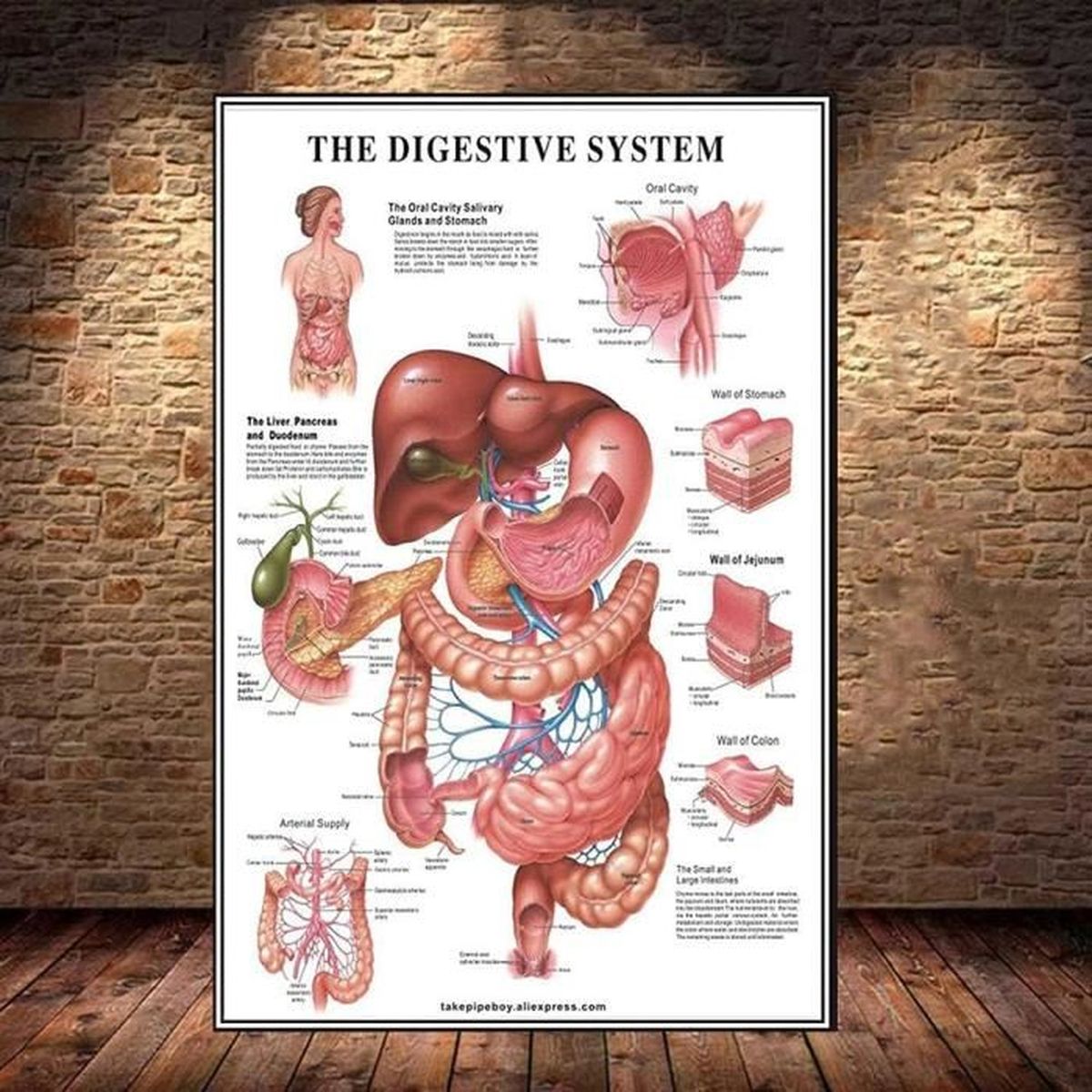 L'affiche anatomique du système digestif Le tableau d'anatomie ...