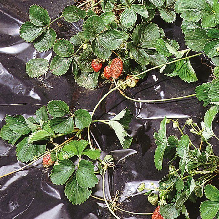 Film De Paillage Black Cover 200X10 M Noir Film Impermable Anti-Mauvaises Herbes Pour Paillage ...