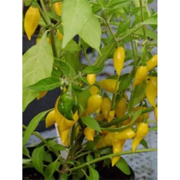 Piment 'Habanero Hot Lemon' (Capsicum Chinense) Env. 10 Semences ...