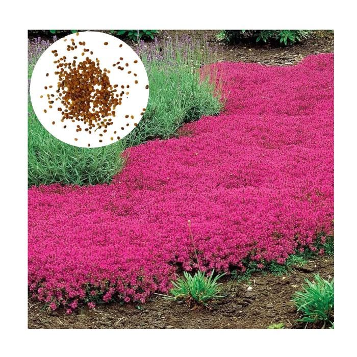 200 Graines de Thym Serpolet Rouge Plante Vivace Couvre-Sol, Faciles à ...