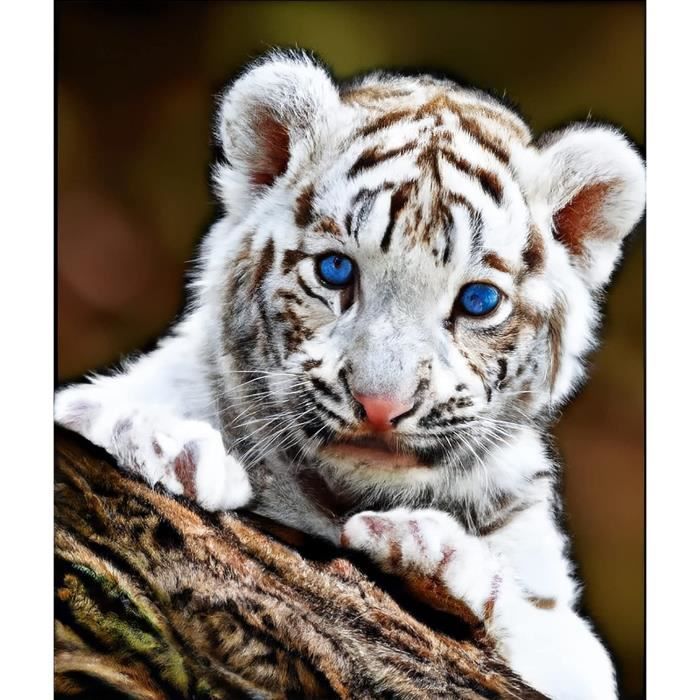 Diamond Painting Animaux Accessoires, Diy Broderie Diamant Kit Complet ...