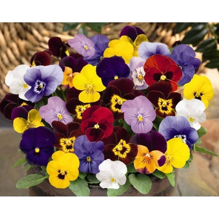 Graines De Fleurs De Pensée 30+ Organique Facile À Cultiver Alto Johnny ...