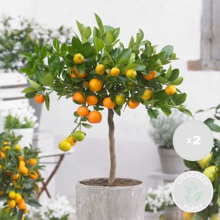 Mandarinier 'Calamondin' - Arbre fruitier - Persistant - D19 cm - H55 ...