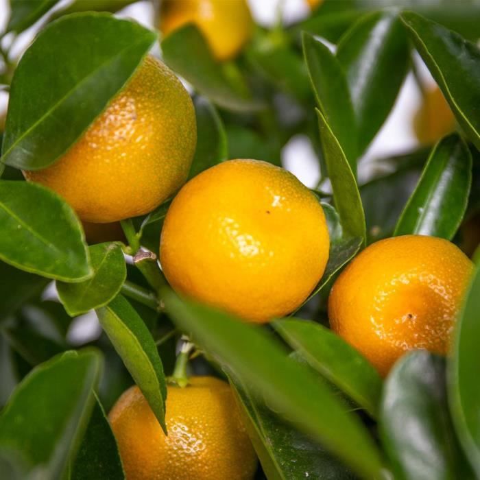 Mandarinier 'Calamondin' - Arbre fruitier - Persistant - D19 cm - H55 ...