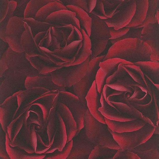 Papier Peint Fleur Rose Foncé Rouge 525625 - Cdiscount Bricolage