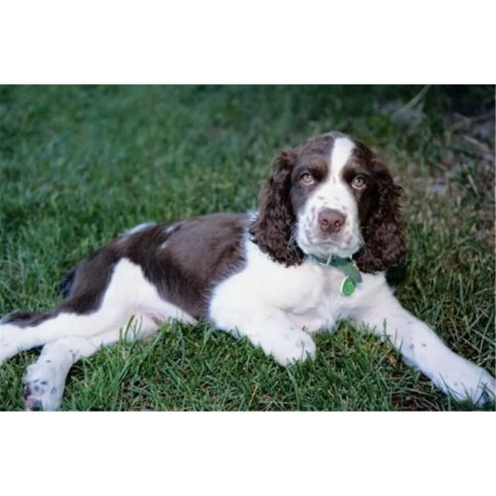 Diy 5D Diamond Painting By Number Kits, Springer Spaniel Paint With ...